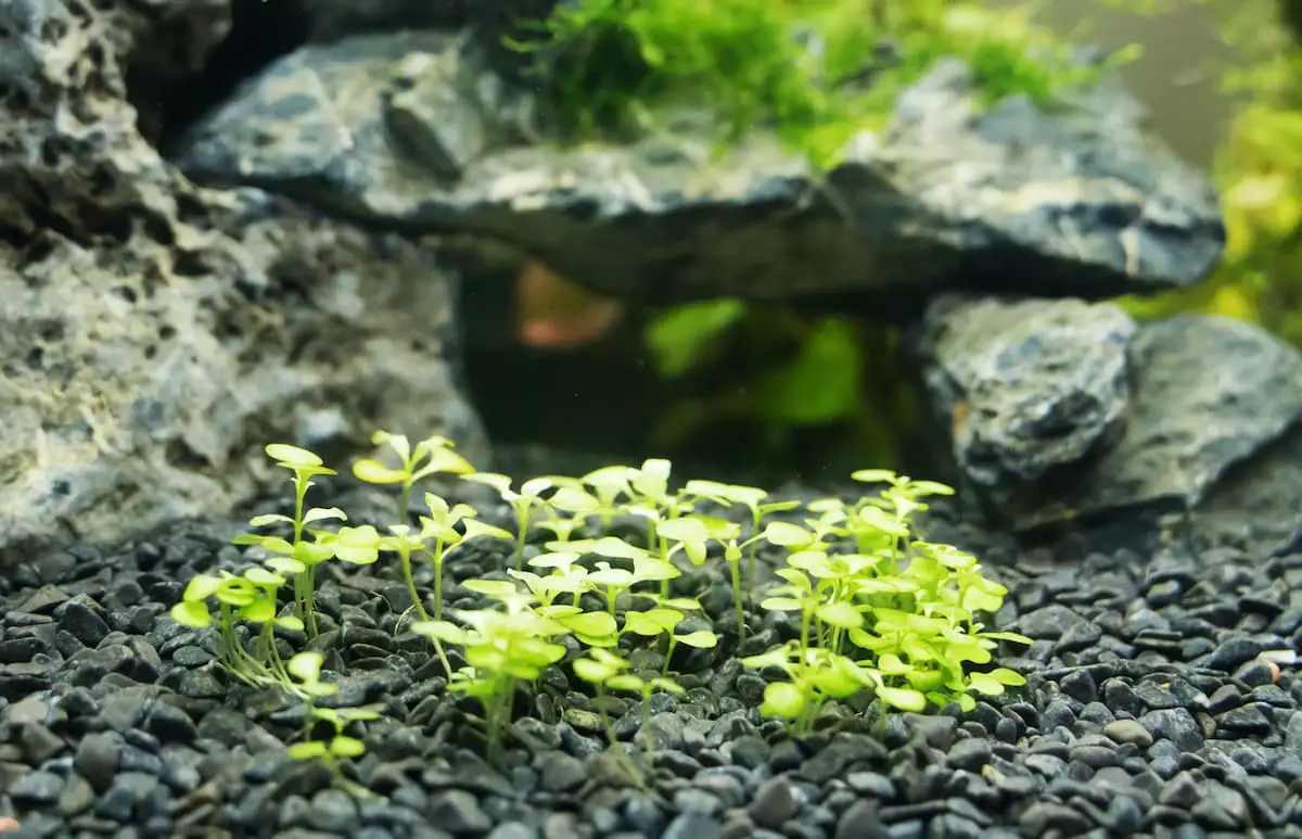 Best Aquarium Grass: Top 8 Picks and Care Guides for Your Tank