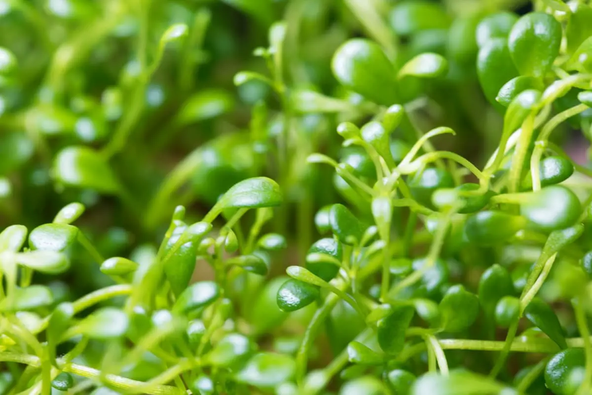 Best Aquarium Grass: Top 8 Picks and Care Guides for Your Tank