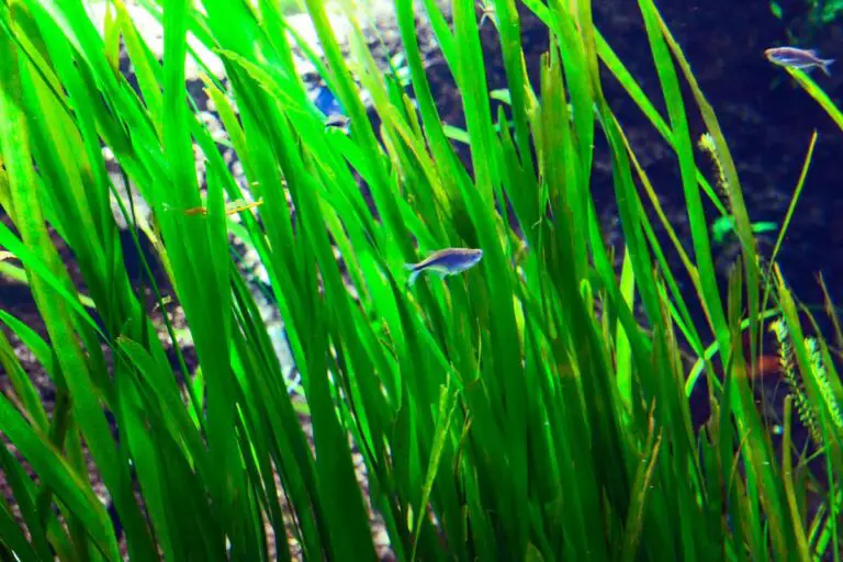 Best Aquarium Grass: Top 8 Picks and Care Guides for Your Tank