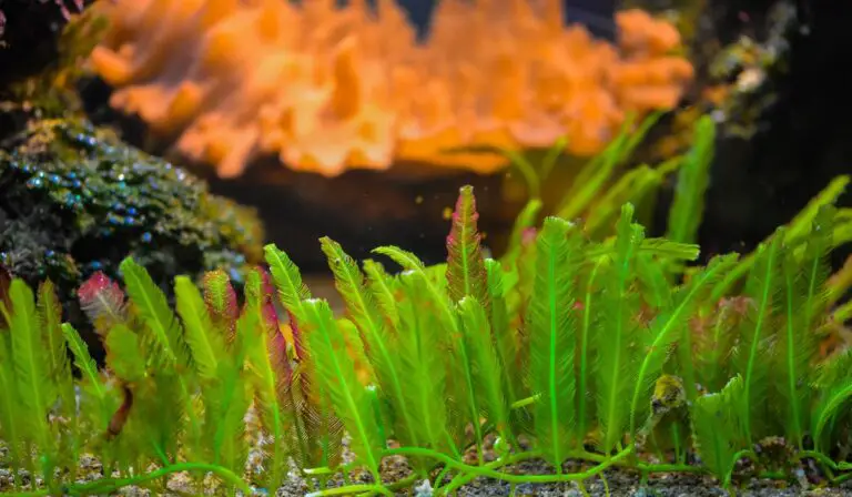 Best Aquarium Grass: Top 8 Picks and Care Guides for Your Tank
