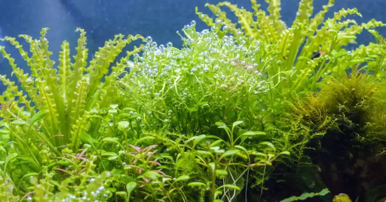 Best Aquarium Grass: Top 8 Picks and Care Guides for Your Tank