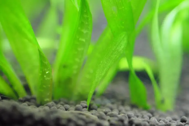 Jungle Val Care Guide: A Complete Fact Sheet, Care Guide, & Plant Profile