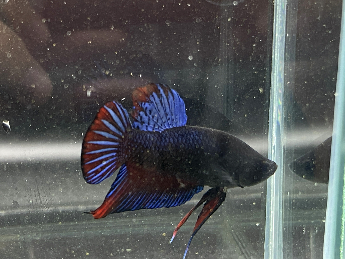 Types of Betta Fish: 53 Bettas for Your Aquarium (Colors, Tails, & More)
