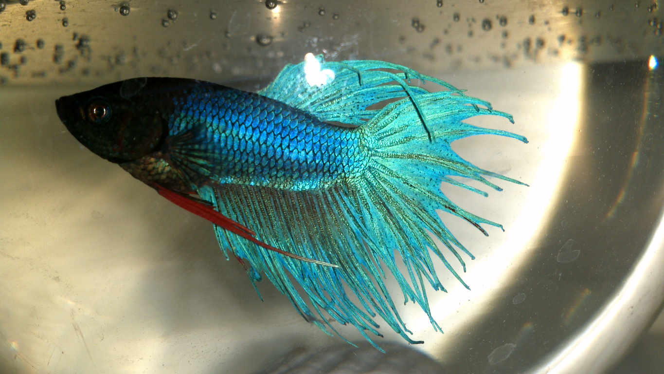 Types of Betta Fish: 53 Bettas for Your Aquarium (Colors, Tails, & More)