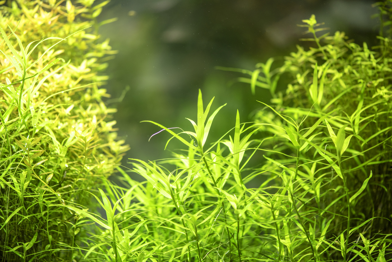 Best Aquarium Grass: Top 8 Picks and Care Guides for Your Tank
