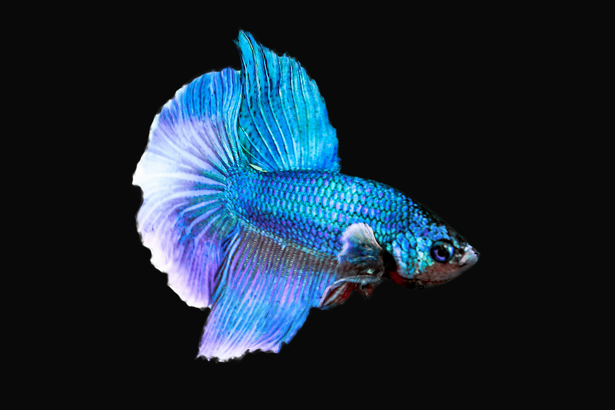Types of Betta Fish: 53 Bettas for Your Aquarium (Colors, Tails, & More)