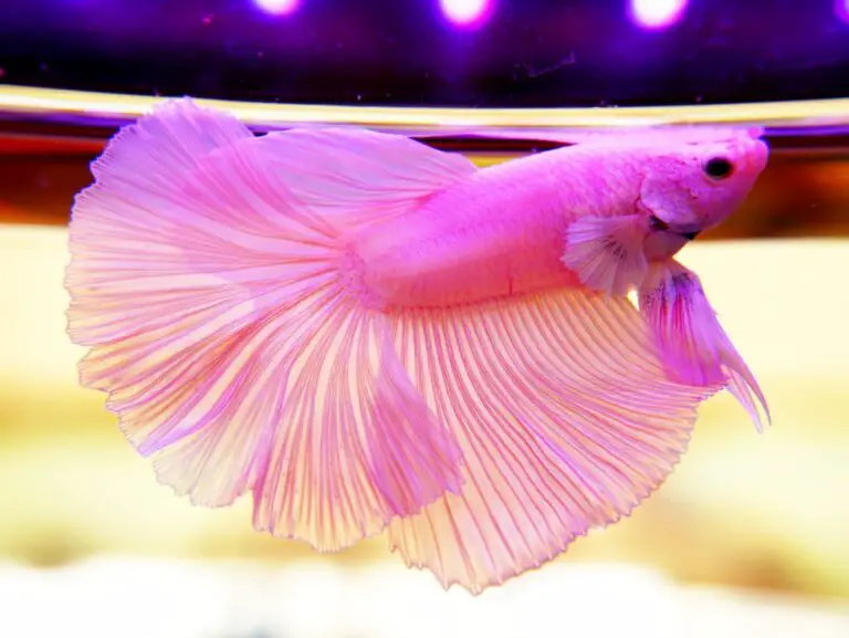 Types of Betta Fish: 53 Bettas for Your Aquarium (Colors, Tails, & More)