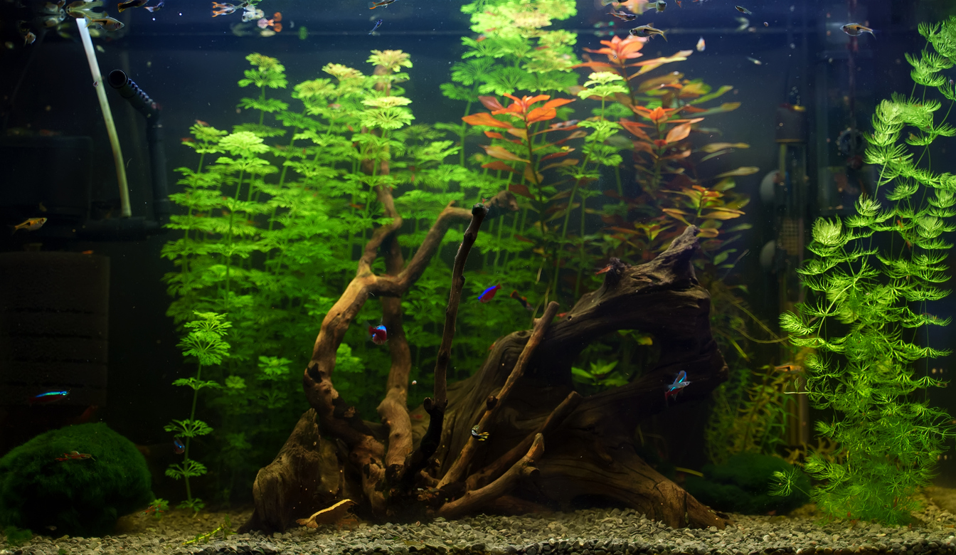 Anacharis Care Guide: Complete Fact Sheet, Growth, & Plant Profile