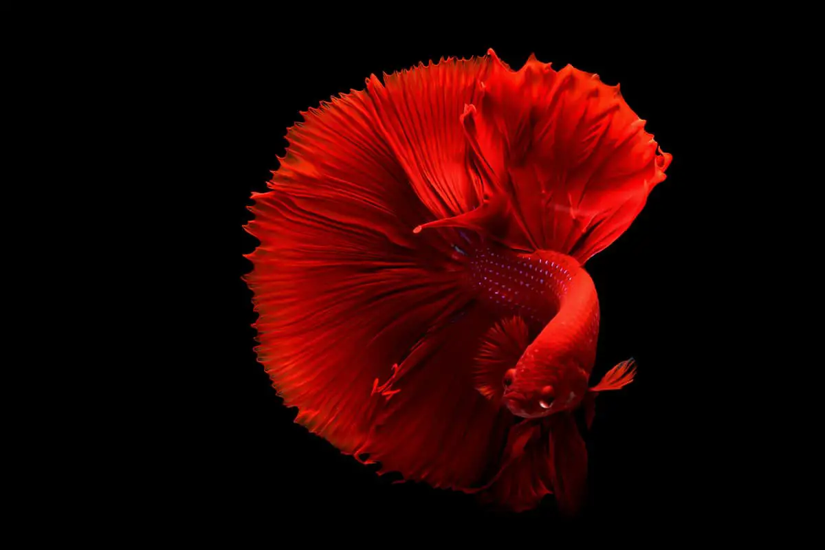 Types of Betta Fish: 53 Bettas for Your Aquarium (Colors, Tails, & More)