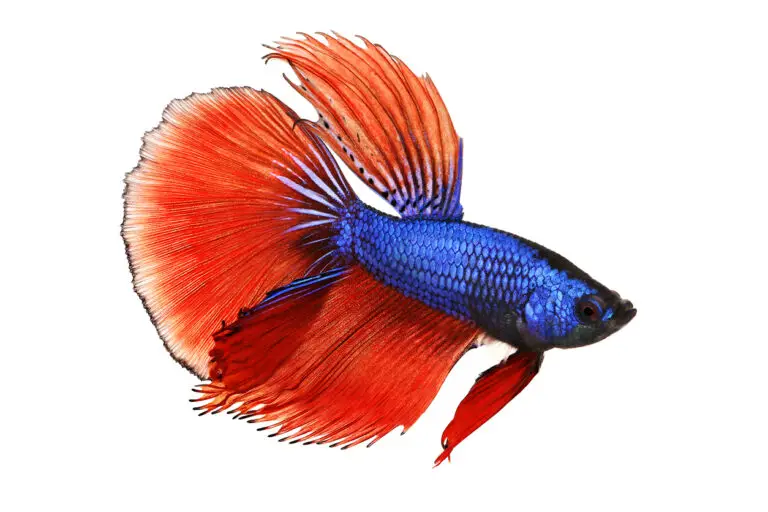 Types of Betta Fish: 53 Bettas for Your Aquarium (Colors, Tails, & More)