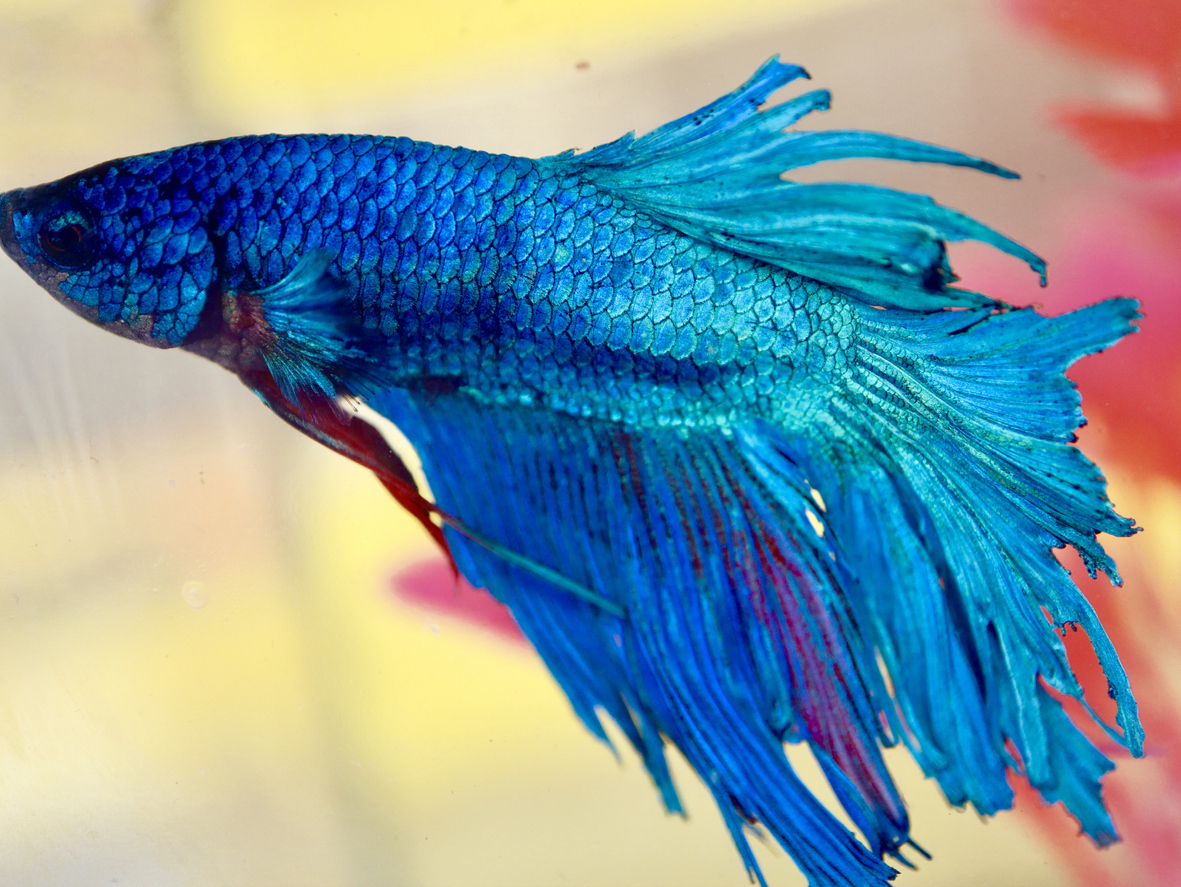 Types of Betta Fish: 53 Bettas for Your Aquarium (Colors, Tails, & More)