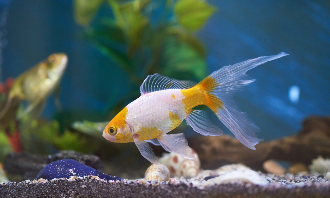 Goldfish Turning White? Learn What It Means & How to Cure It