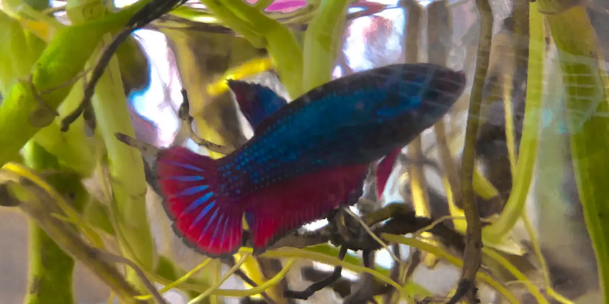 Types of Betta Fish: 53 Bettas for Your Aquarium (Colors, Tails, & More)