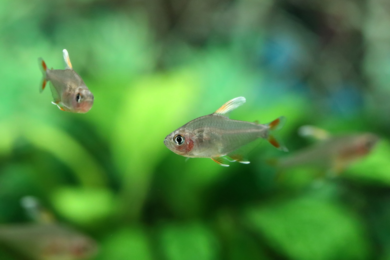 Types of Tetras: Top 35 Species with Fact Sheets & Care Guides