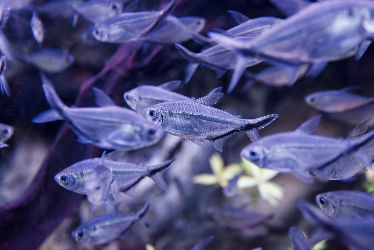 Types of Tetras: Top 35 Species with Fact Sheets & Care Guides