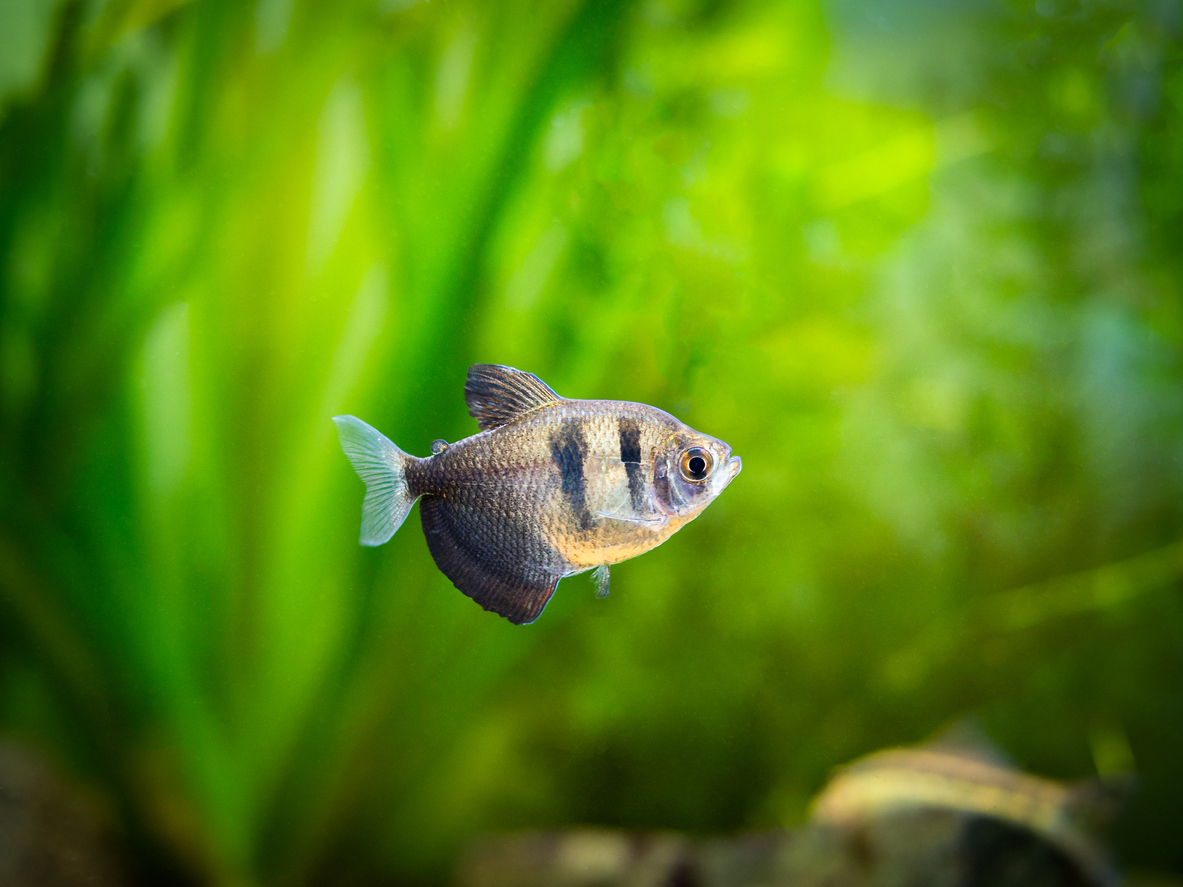 Types of Tetras: Top 35 Species with Fact Sheets & Care Guides