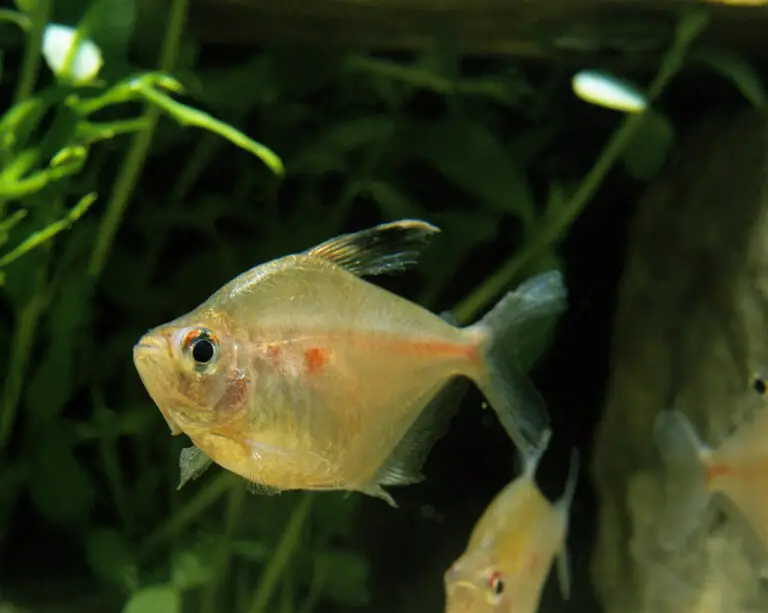 Types of Tetras: Top 35 Species with Fact Sheets & Care Guides