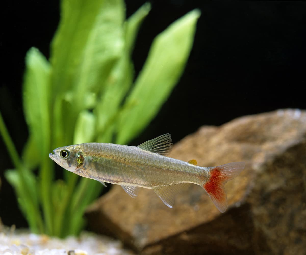 Types of Tetras: Top 35 Species with Fact Sheets & Care Guides