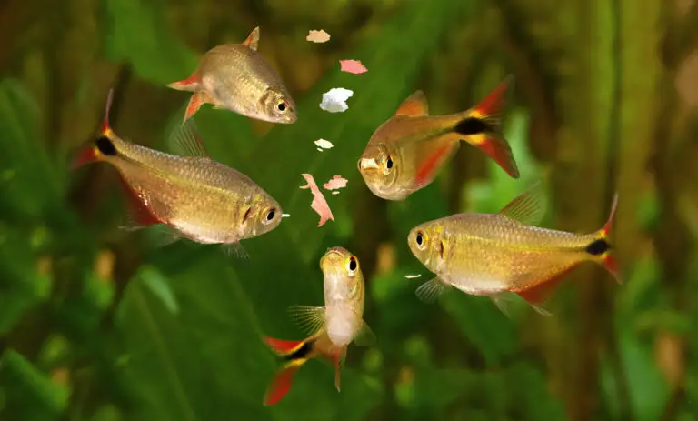 Types of Tetras: Top 35 Species with Fact Sheets & Care Guides