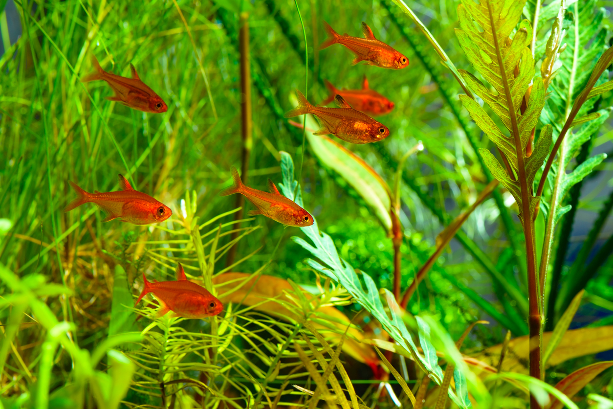 Types of Tetras: Top 35 Species with Fact Sheets & Care Guides