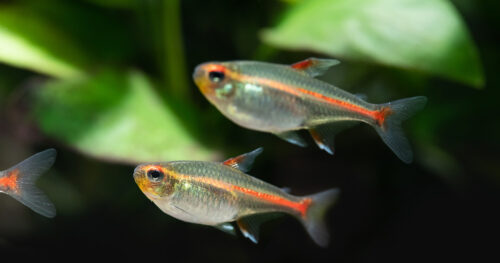 Types of Tetras: Top 35 Species with Fact Sheets & Care Guides