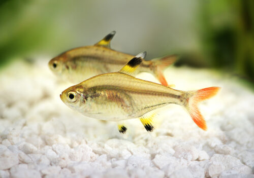 Types of Tetras: Top 35 Species with Fact Sheets & Care Guides