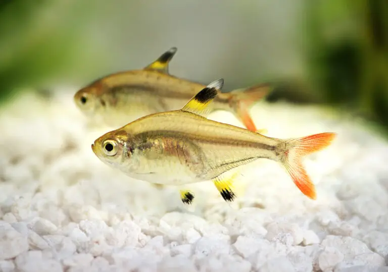 Types of Tetras: Top 35 Species with Fact Sheets & Care Guides