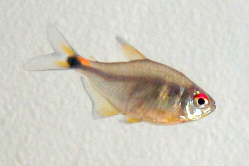 Types of Tetras: Top 35 Species with Fact Sheets & Care Guides