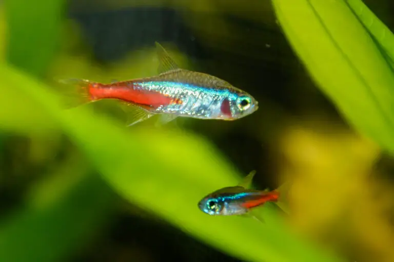 Types of Tetras: Top 35 Species with Fact Sheets & Care Guides