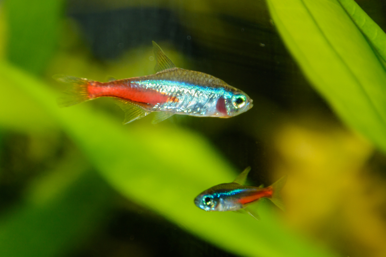 Types of Tetras: Top 35 Species with Fact Sheets & Care Guides