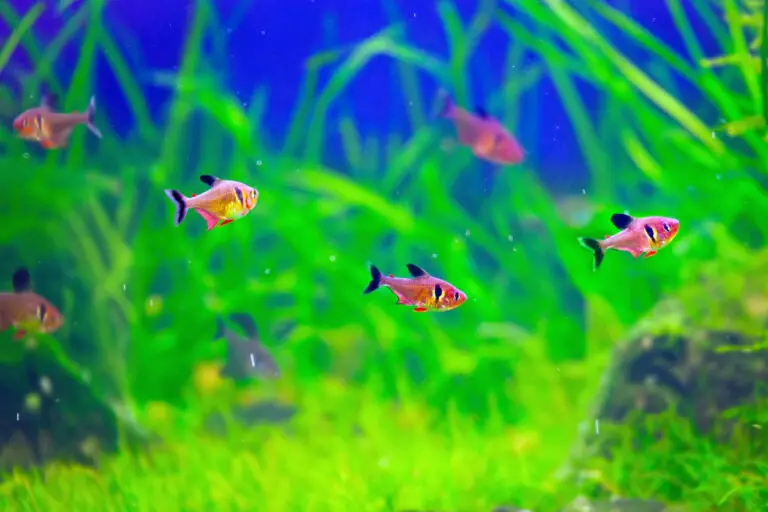 Types of Tetras: Top 35 Species with Fact Sheets & Care Guides