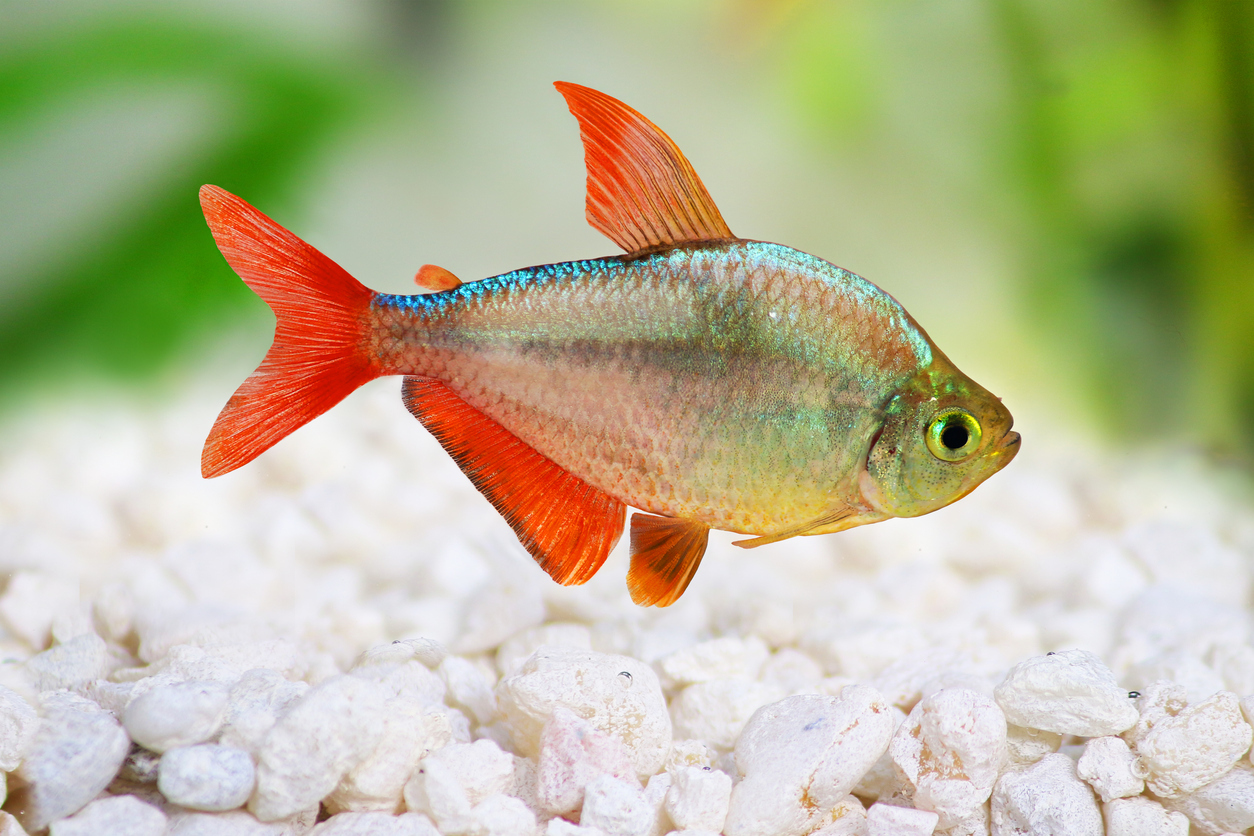 Types of Tetras: Top 35 Species with Fact Sheets & Care Guides