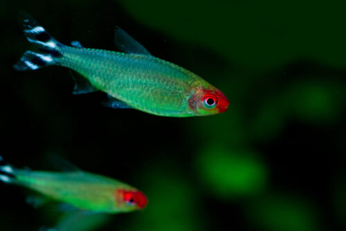 Types of Tetras: Top 35 Species with Fact Sheets & Care Guides