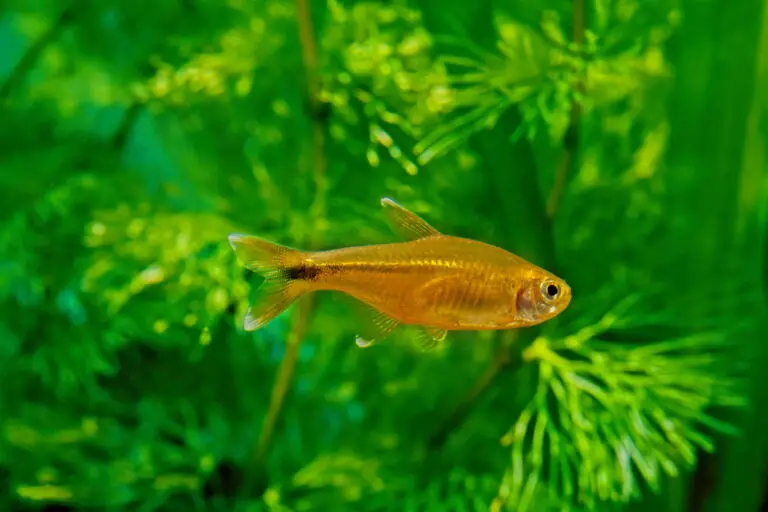 Types of Tetras: Top 35 Species with Fact Sheets & Care Guides