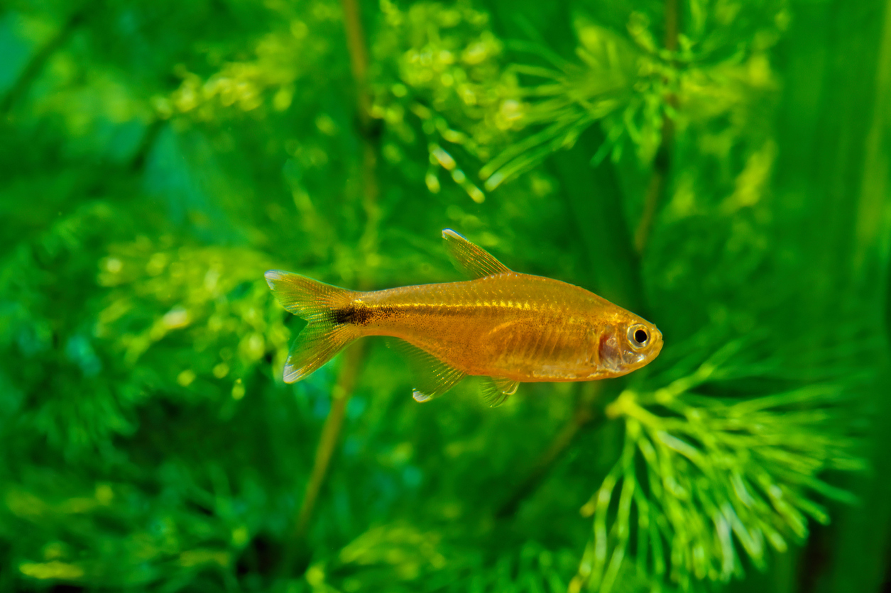 Types of Tetras: Top 35 Species with Fact Sheets & Care Guides
