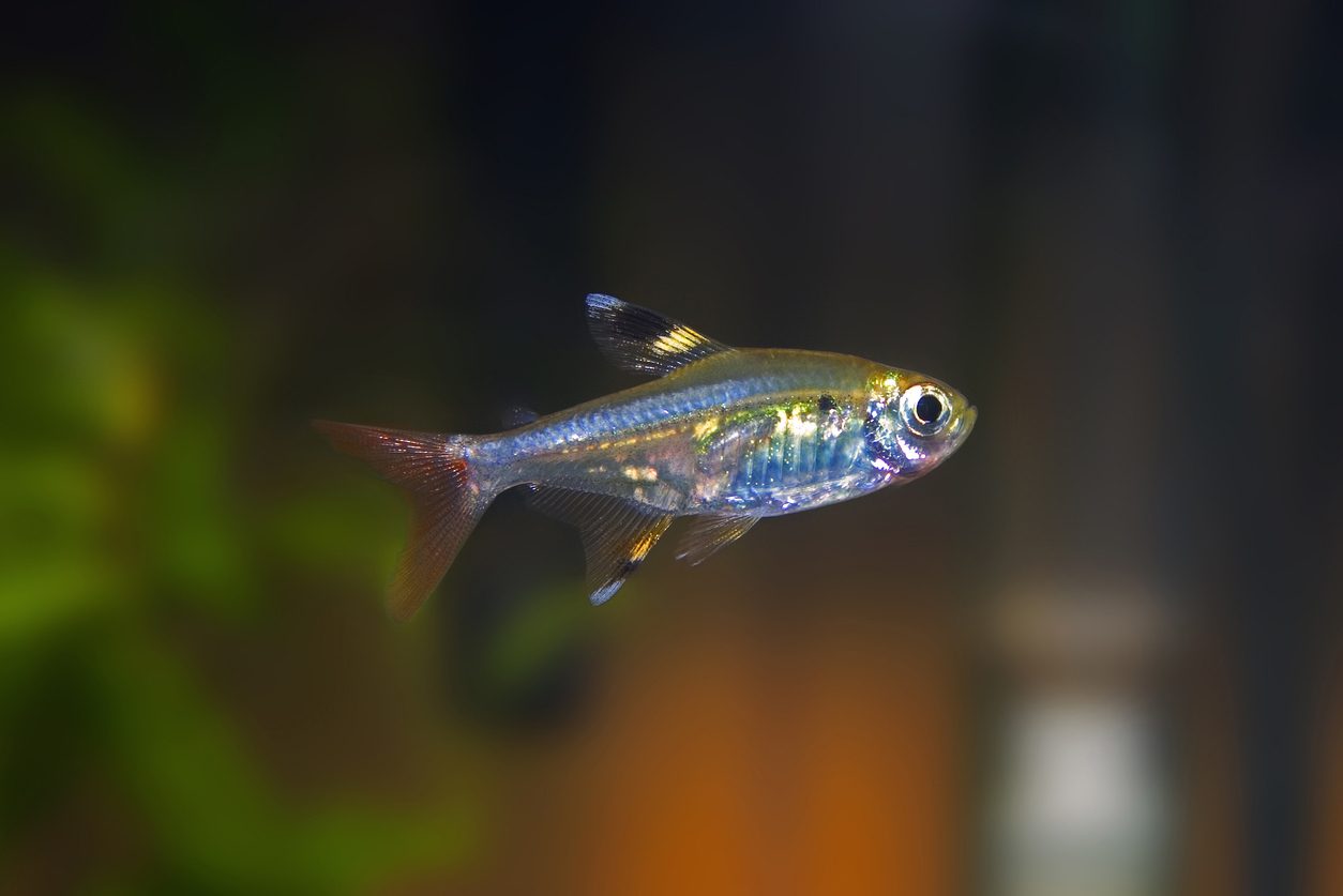 Types of Tetras: Top 35 Species with Fact Sheets & Care Guides