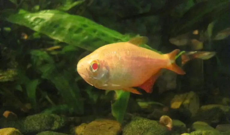 Types of Tetras: Top 35 Species with Fact Sheets & Care Guides