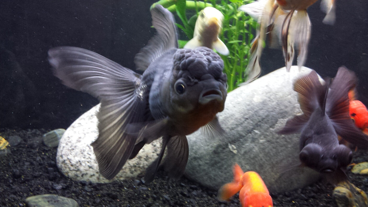 Oranda Goldfish Care: How to Care for Oranda Goldfish with Fact Sheet