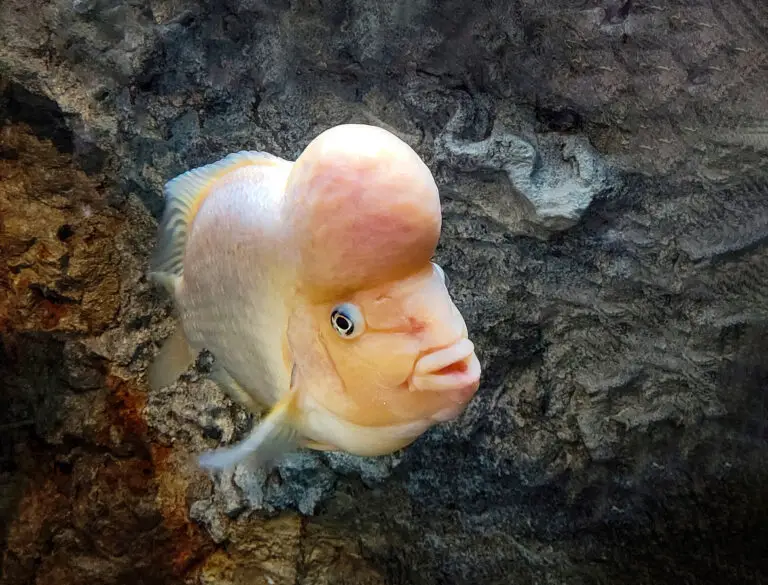 Flowerhorn Cichlid Care Guide: Fact Sheet, Breeding, Behavior, & More