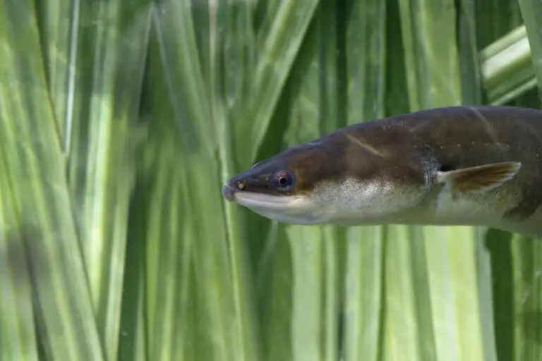 Freshwater Eels Care Guide: Fact Sheet, Breeding, Behavior