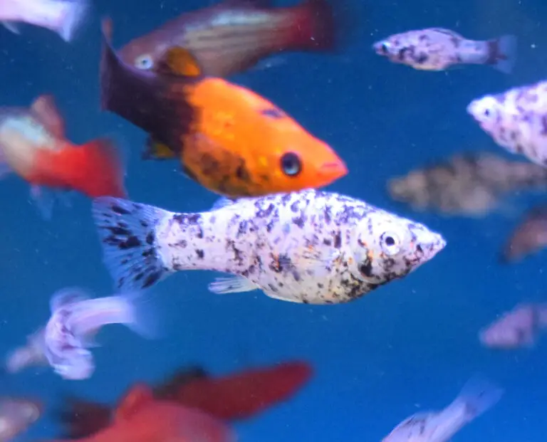 Molly Fish Care Guide: Complete Fact Sheet, Breeding, Behavior, & More