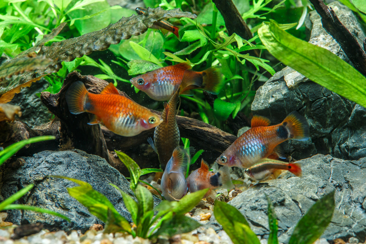 Molly Fish Care Guide: Complete Fact Sheet, Breeding, Behavior, & More