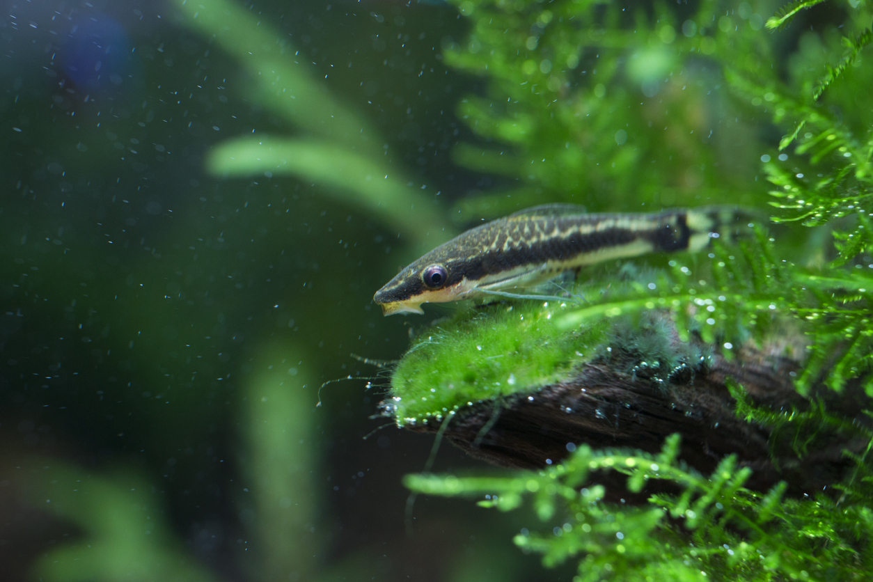 Otocinclus Fish Care Guide: Complete Fact Sheet, Breeding, and Behavior