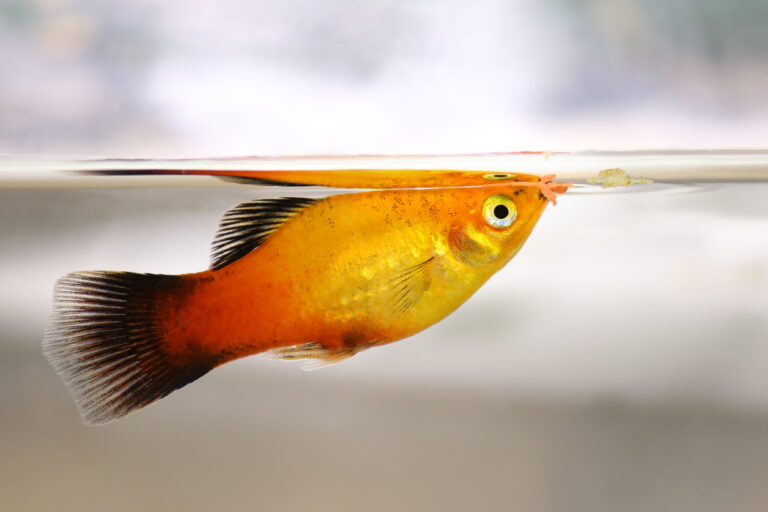 Platy Fish Care Guide: Fact Sheet, Breeding, & Behavior