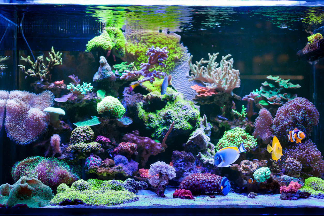 Saltwater Fish Tank: Your Step-by-Step For Setting Up a New Reef Tank