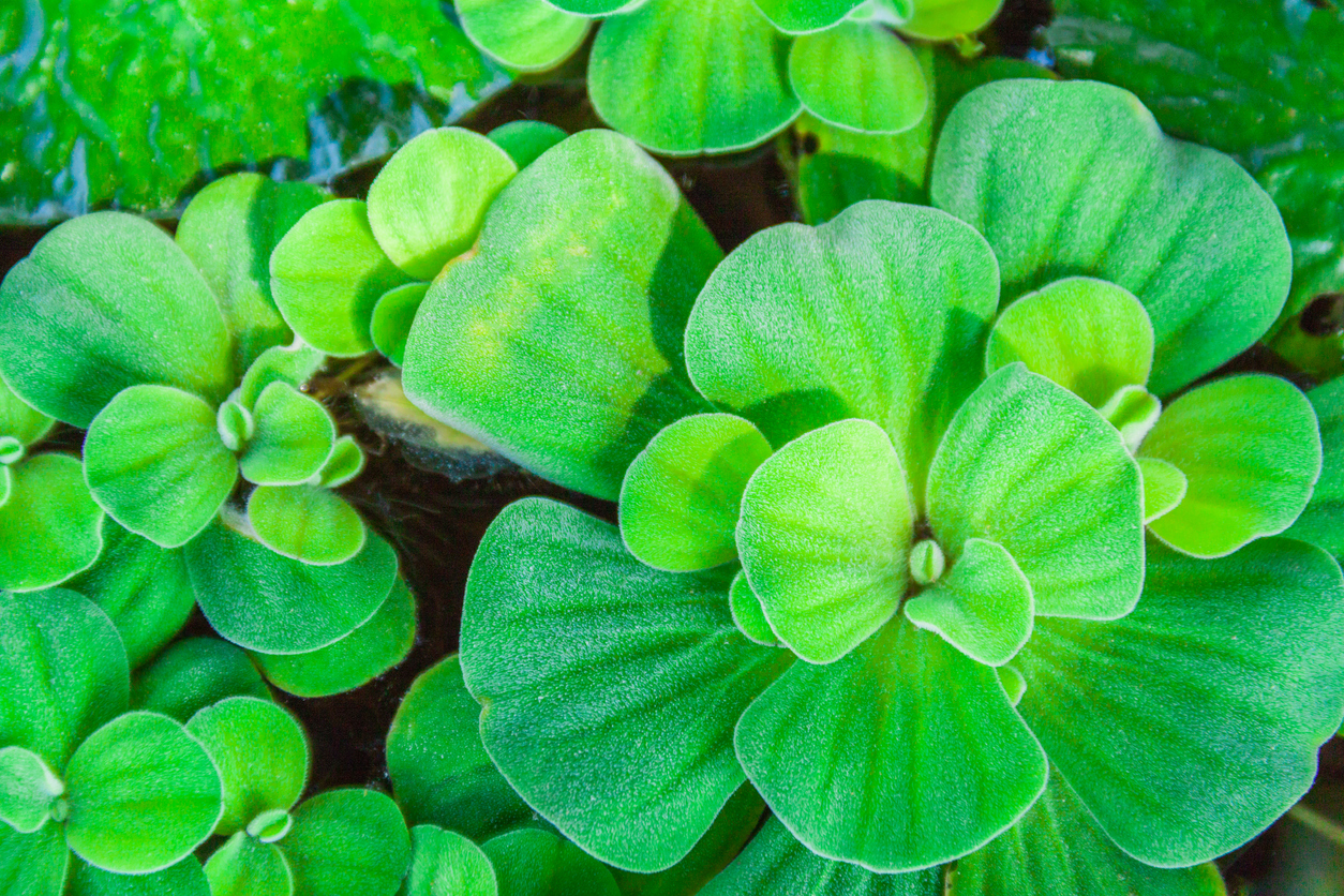 Water Lettuce Plant Care Guide: Growth, Maintenance, Benefits & More