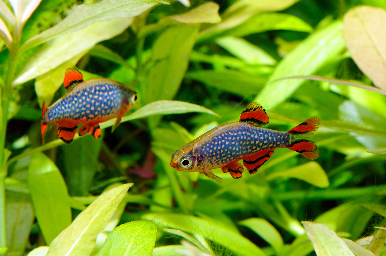 Celestial Pearl Danios Care Guide: Fact Sheet, Breeding, Behavior