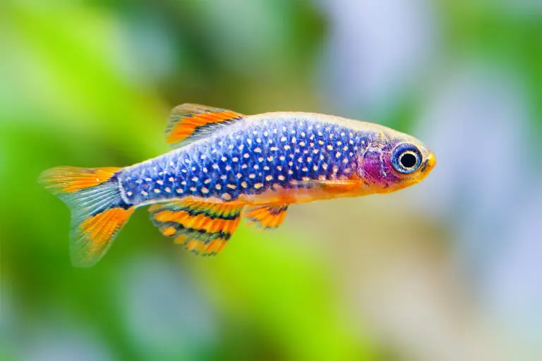 Celestial Pearl Danios Care Guide: Fact Sheet, Breeding, Behavior