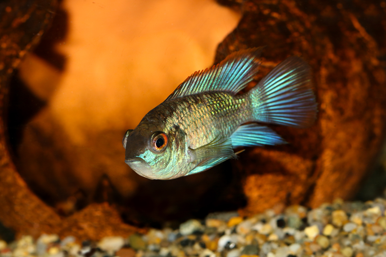Electric Blue Acara: A Complete Care Guide
