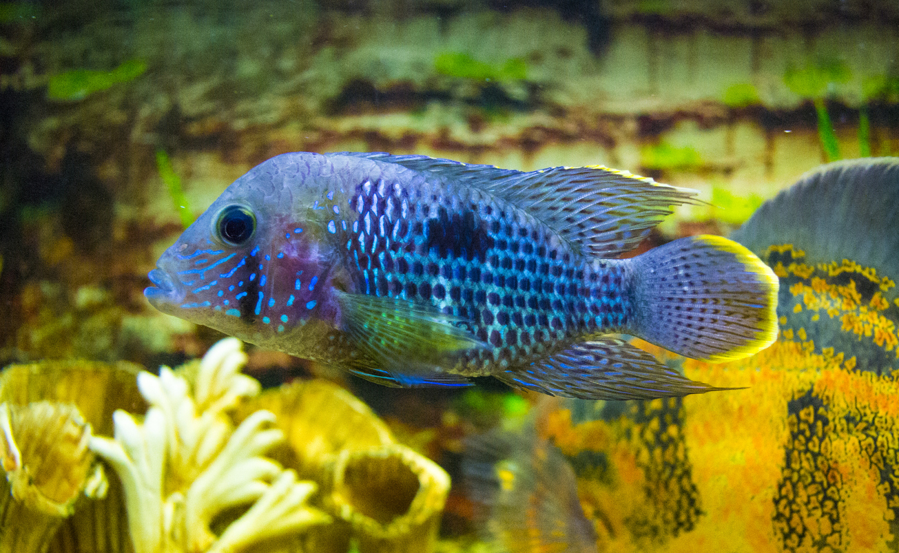 Electric Blue Acara: A Complete Care Guide